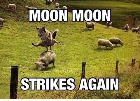 Home - Moon Moon Meme on Moonshot